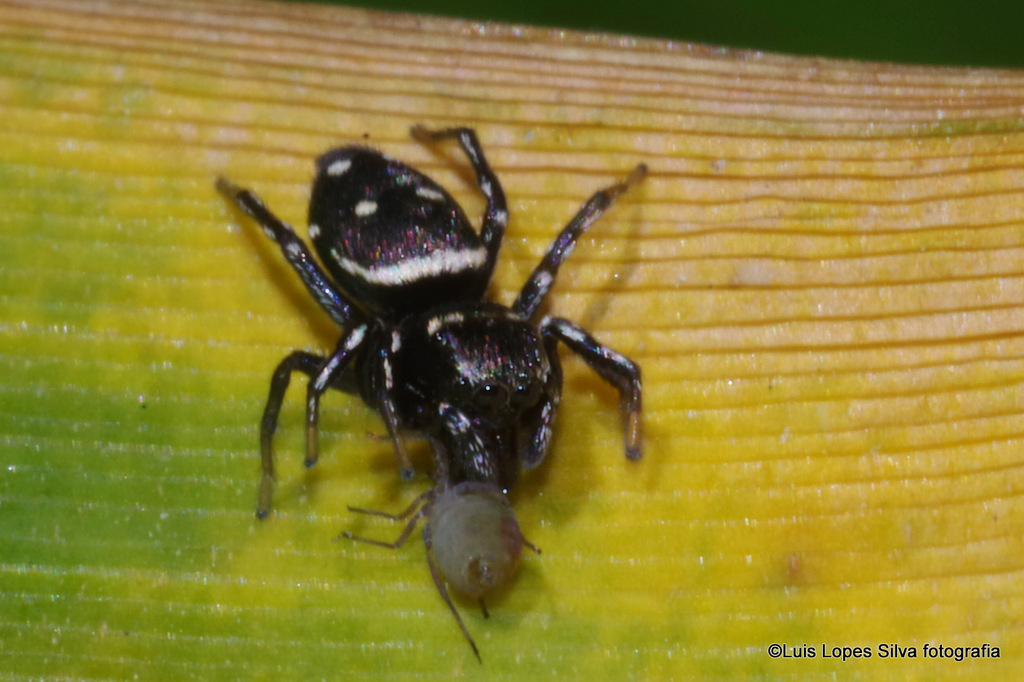 Sun Jumping Spiders from 8200 Albufeira, Portugal on May 3, 2024 at 01: ...