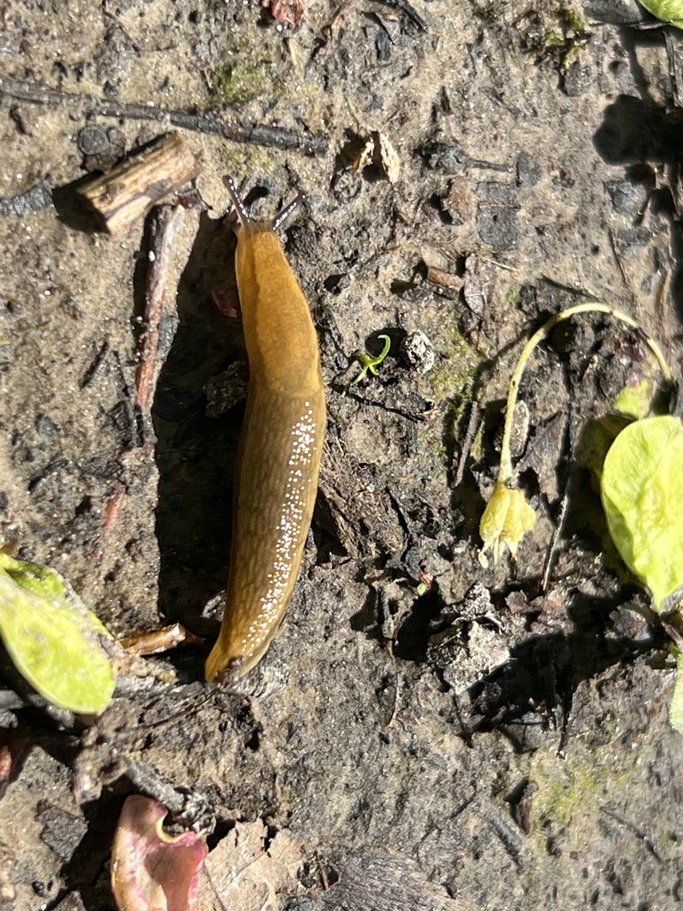 Arion Slugs from Sauk County, US-WI, US on May 3, 2024 at 09:56 AM by ...