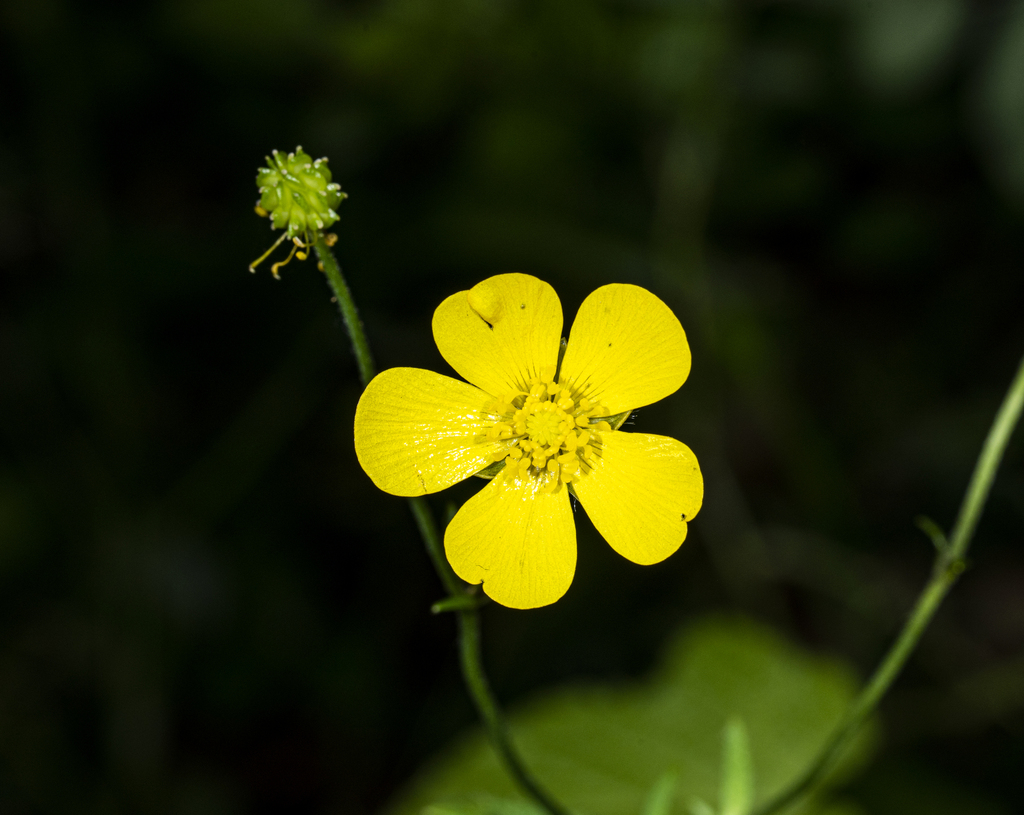 Japanese Buttercup from Hangzhou, CN-ZJ, CN on February 28, 2015 at 06: ...