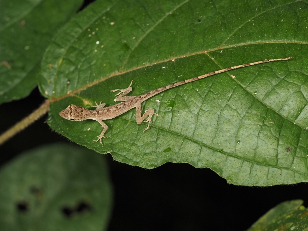 Brown-eared Anole from 10250, Peru on May 2, 2024 at 10:29 PM by ...