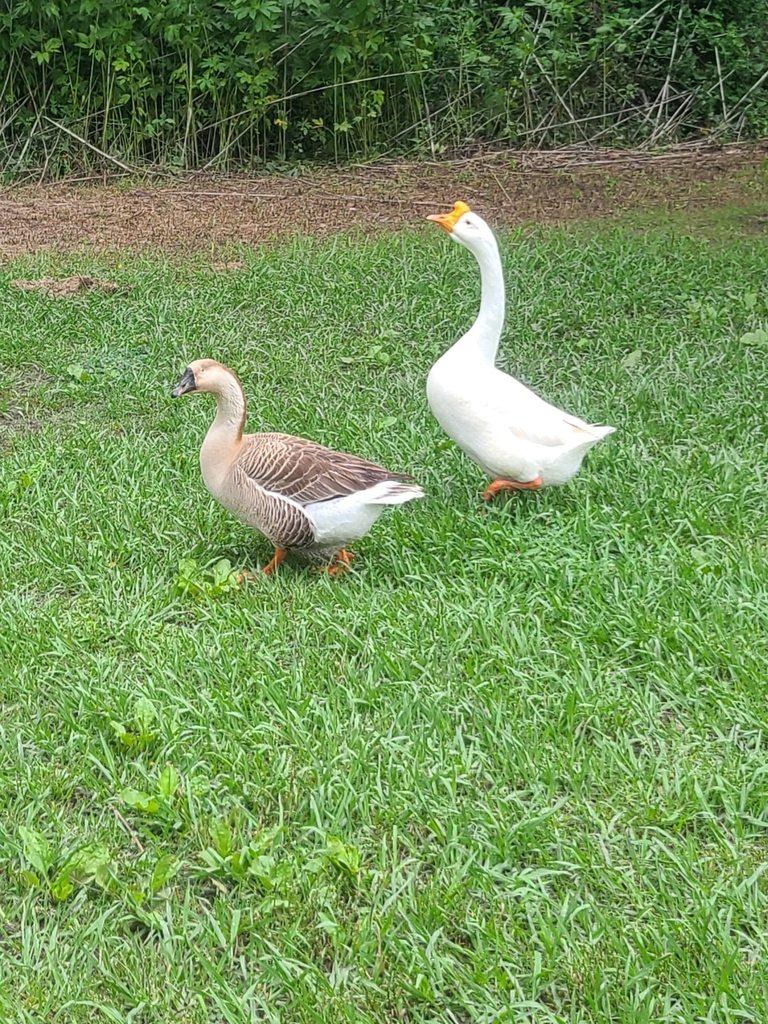 Domestic Swan Goose from Dallas, TX 75218, USA on May 3, 2024 at 10:09 ...