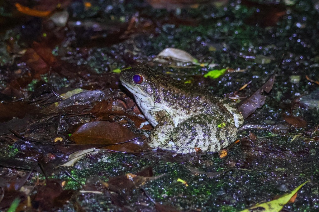 Otton frog in April 2024 by Shadow · iNaturalist