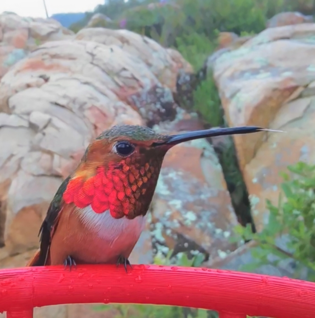 Rufous Hummingbird from California on May 3, 2024 by froggymum ...