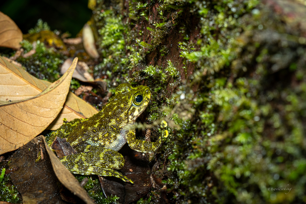 Hainan Torrent Frog in March 2024 by WellsCheng · iNaturalist