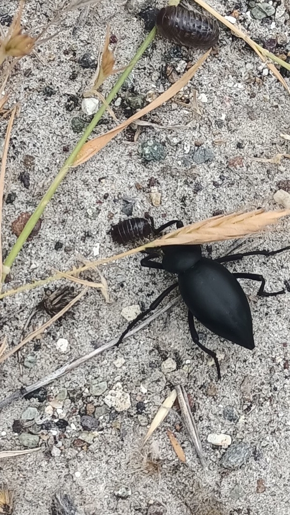 Eleodes acuticauda from Lomas del Sauzal, 22760 El Sauzal, B.C., México ...