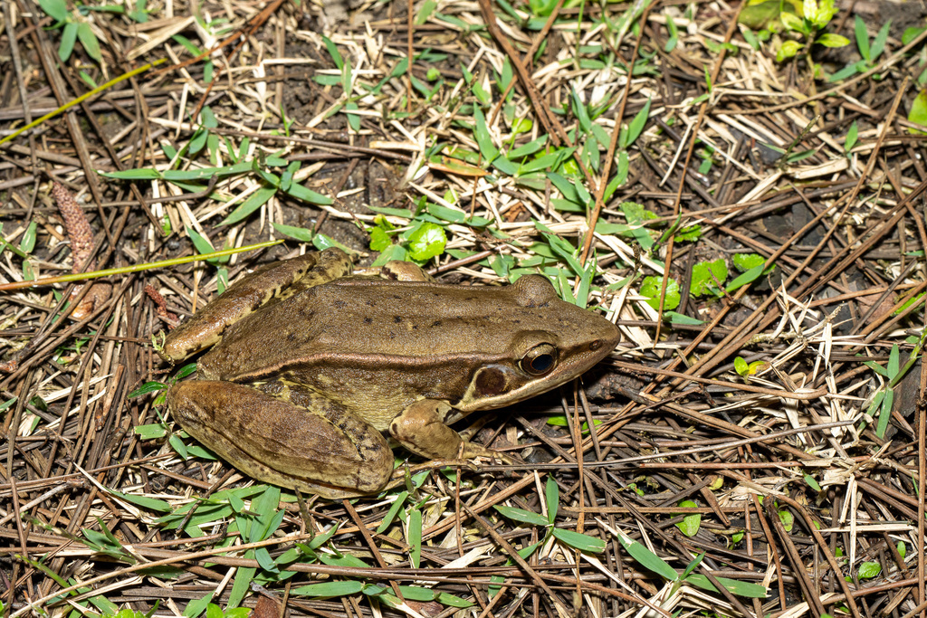 Guenther's Frog from 中国海南省陵水黎族自治县 on March 22, 2024 at 05:41 PM by ...