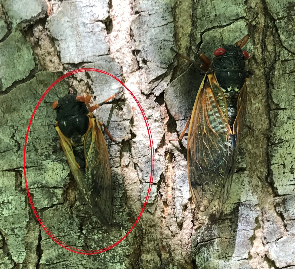 Cassin's 13-Year Cicada in April 2024 by sammyisafuzzydog. Cassin's is ...