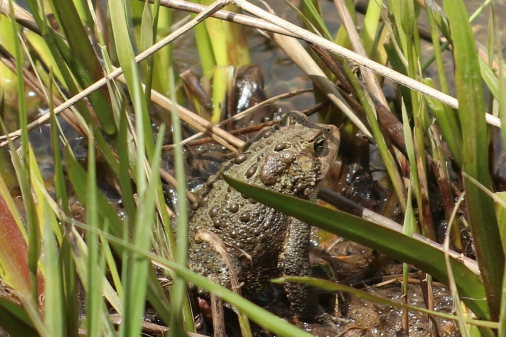 Eastern American Toad from Oil City, PA 16301, USA on May 3, 2024 at 12 ...