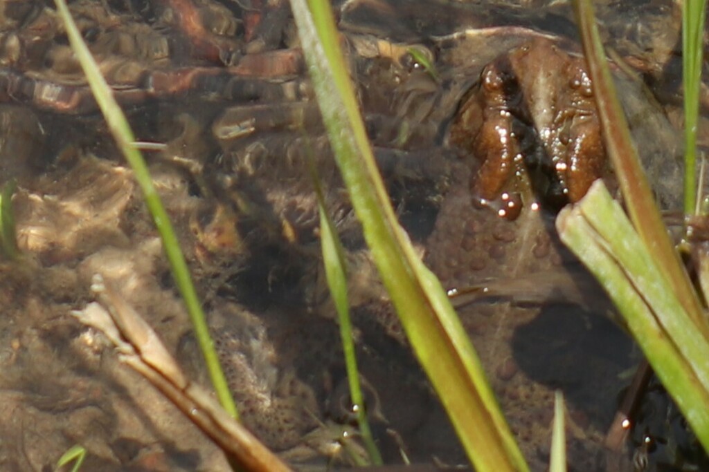 Eastern American Toad from Oil City, PA 16301, USA on May 3, 2024 at 12 ...