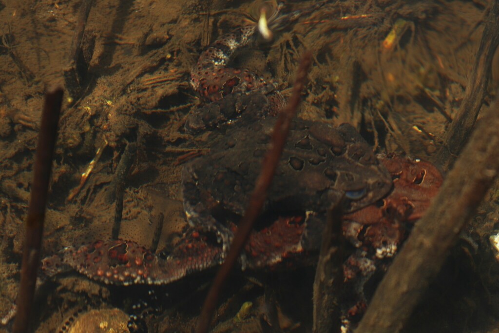 Eastern American Toad from Oil City, PA 16301, USA on May 3, 2024 at 12 ...