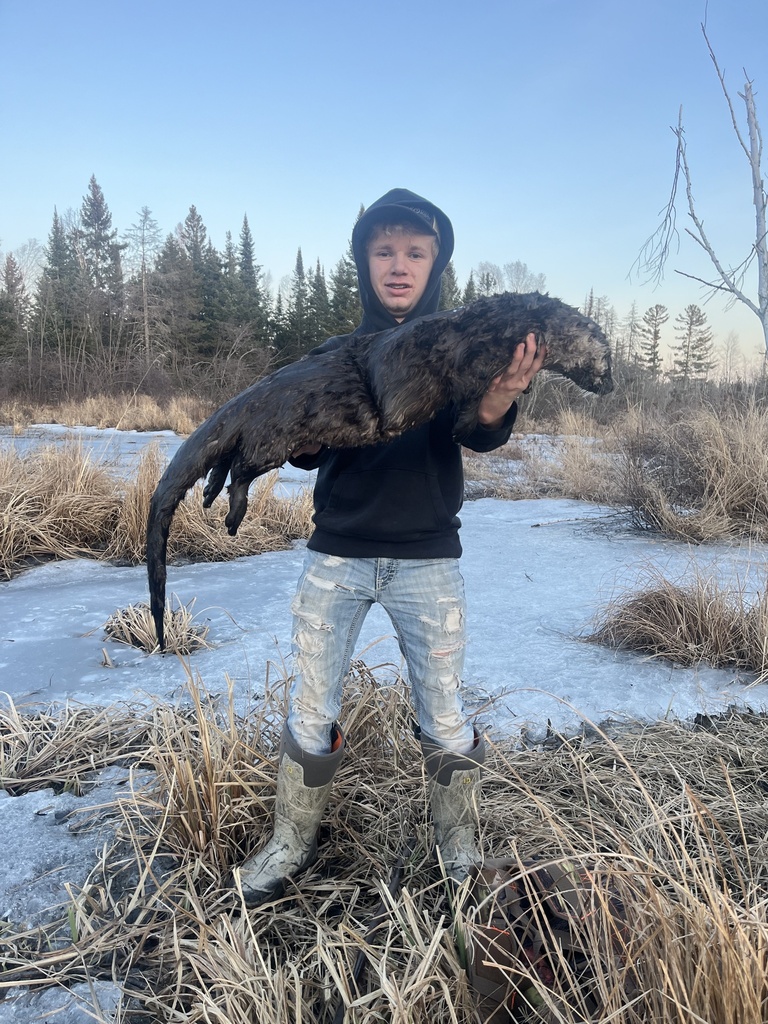 North American River Otter from Danbury, WI, US on February 26, 2024 at ...