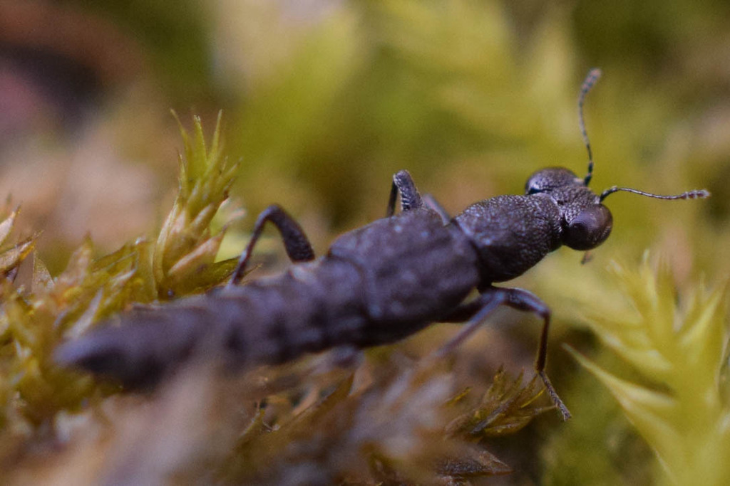 Stenus in November 2022 by bsc99 · iNaturalist