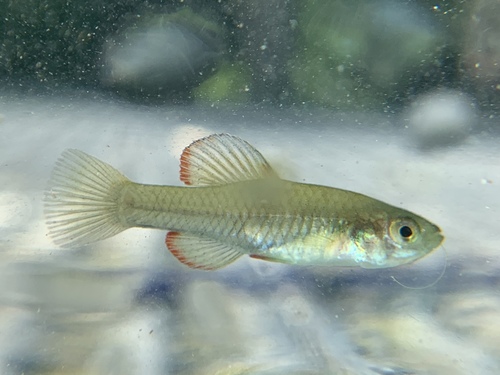 Rainwater Killifish (Lucania parva) · iNaturalist