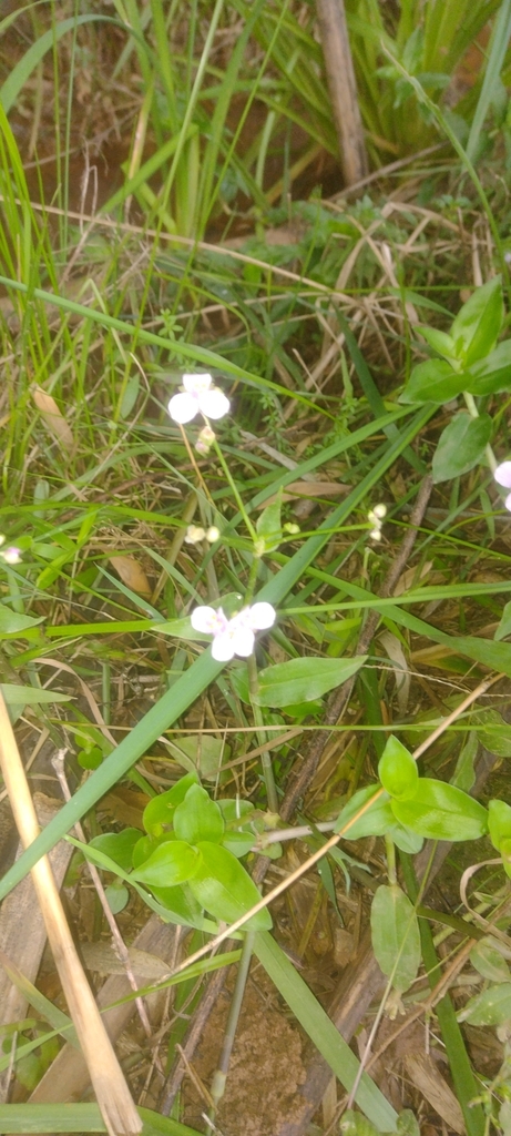 Tripogandra diuretica from FG4F+FQ - Quilombo, Pelotas - RS, Brasil on ...