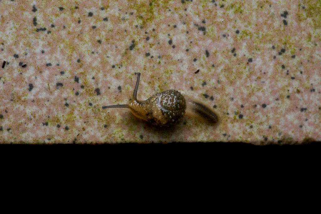 Arboreal Snail in April 2024 by pygo · iNaturalist