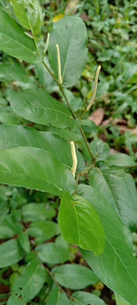 monkey pepper from Salima, Ecuador on April 20, 2024 at 10:33 AM by ...