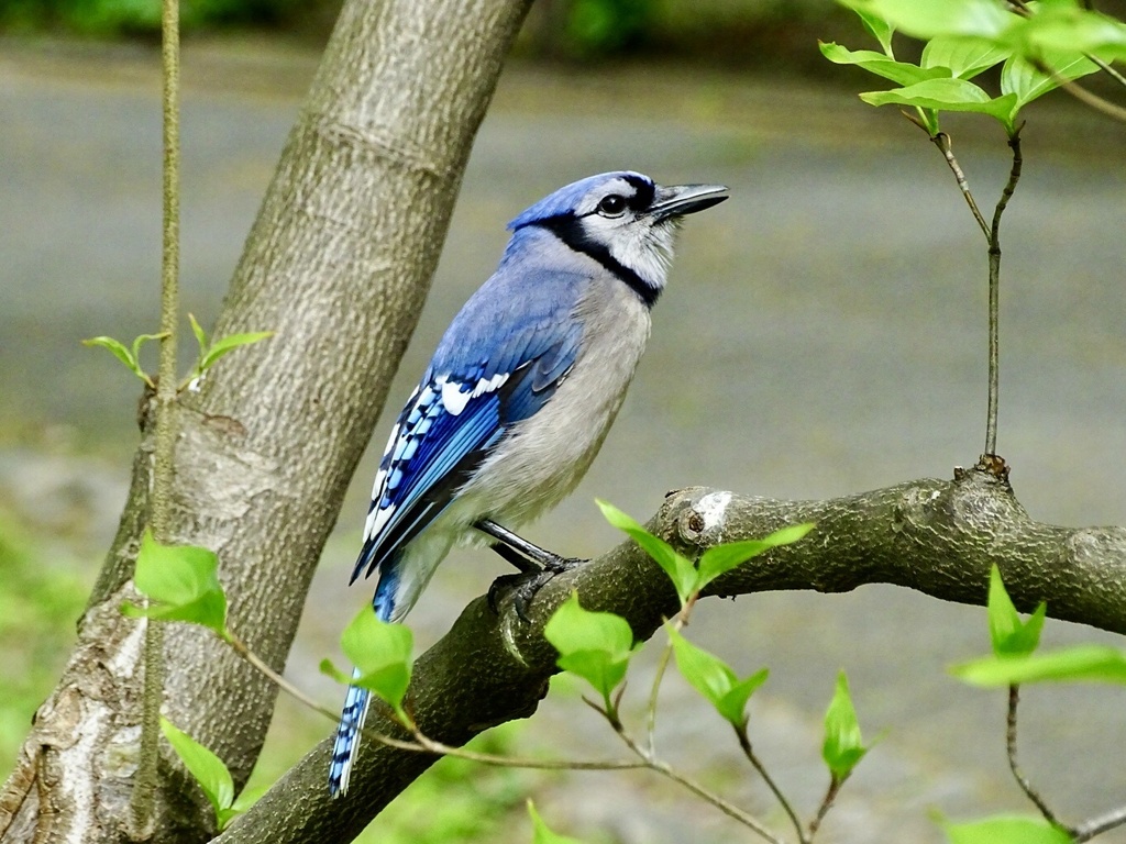 Blue Jay from Central Park, New York, NY, US on May 3, 2024 at 03:34 PM ...