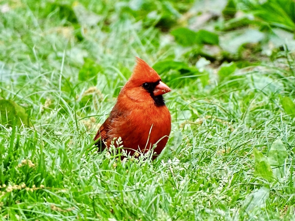 Northern Cardinal from Central Park, New York, NY, US on May 3, 2024 at ...