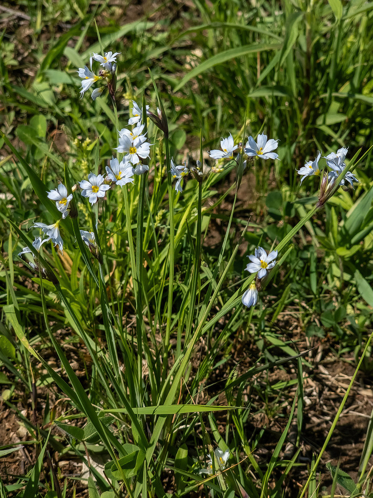 white blue-eyed grass in May 2024 by DAVID SCHWAEGLER. This was the ...