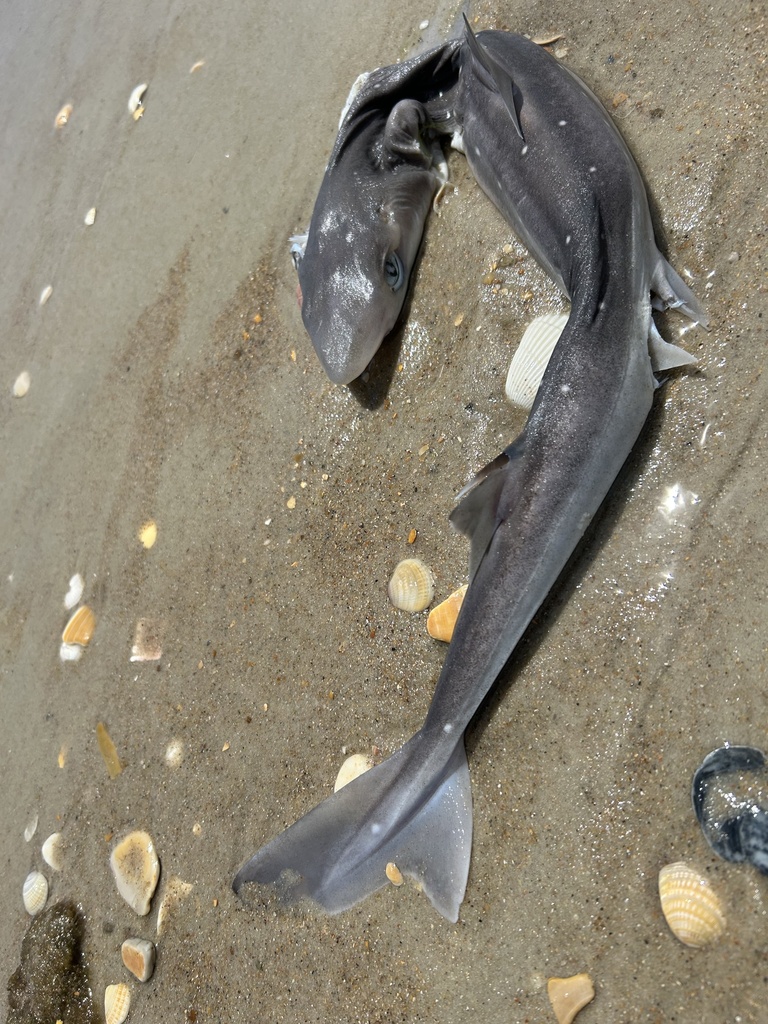 White-spotted Dogfish in May 2024 by Taylor Mae Garner · iNaturalist