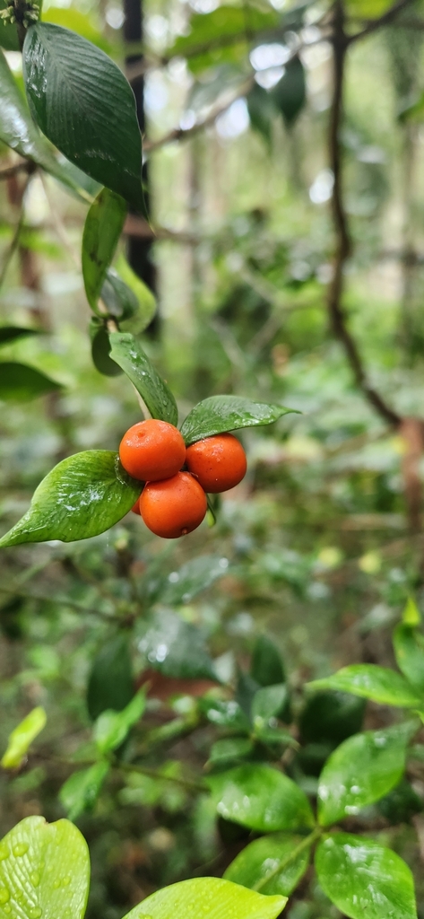 Chain Fruit from 95G5+32, Daisy Hill QLD 4127, Australia on May 4, 2024 ...