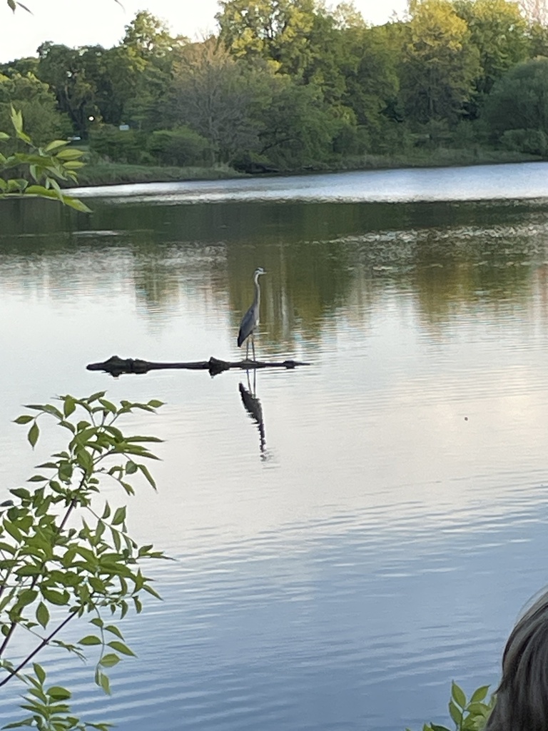 Great Blue Heron from Woodlawn, Chicago, IL, US on May 3, 2024 at 07:25 ...