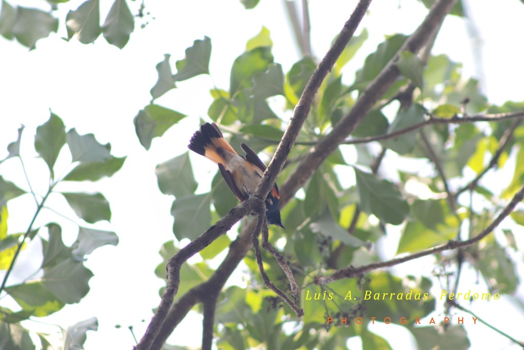 American Redstart from Nido del Halcón, Col Santa Bárbara, Ver., México ...