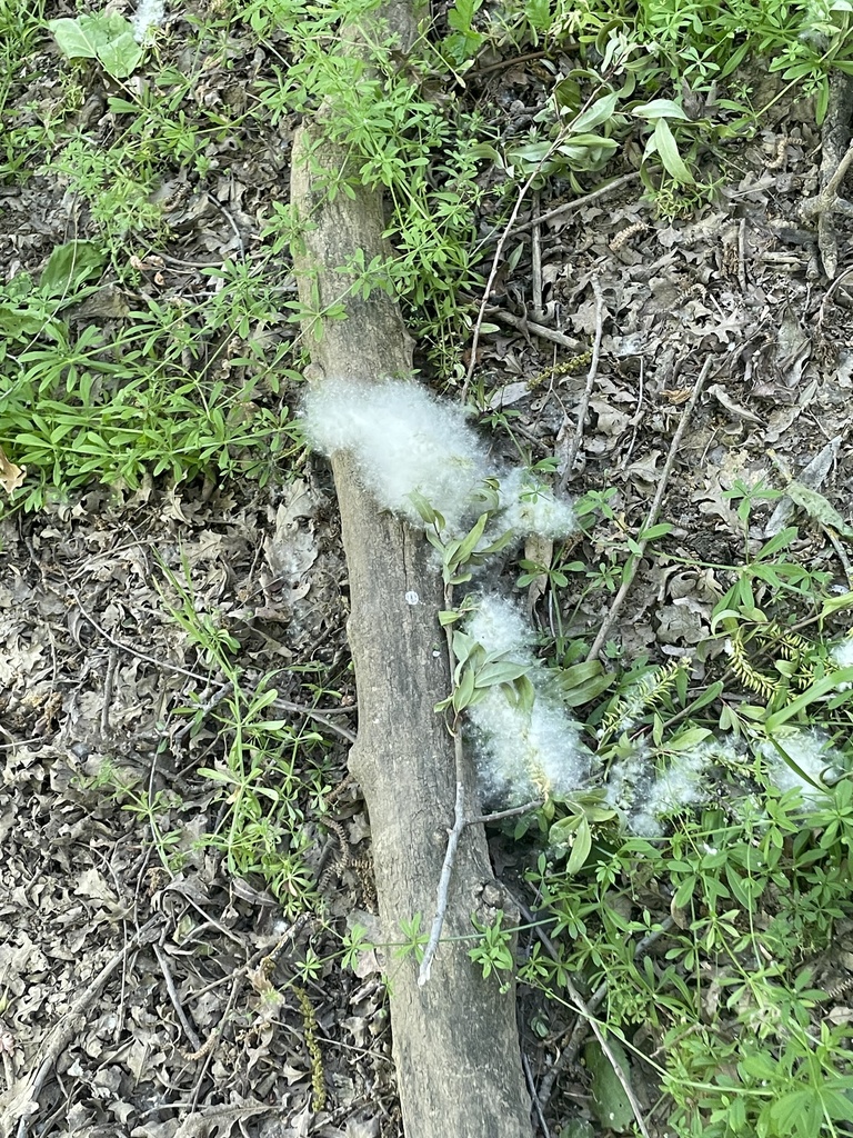 willow family from Levee Rd, 戴维斯, CA, US on May 3, 2024 at 04:57 PM by ...