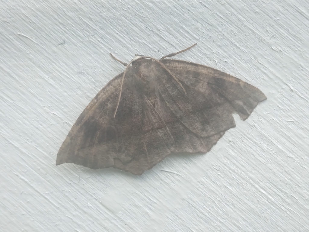 Curved-toothed Geometer Moth from Ascension Parish, LA, USA on April 28 ...