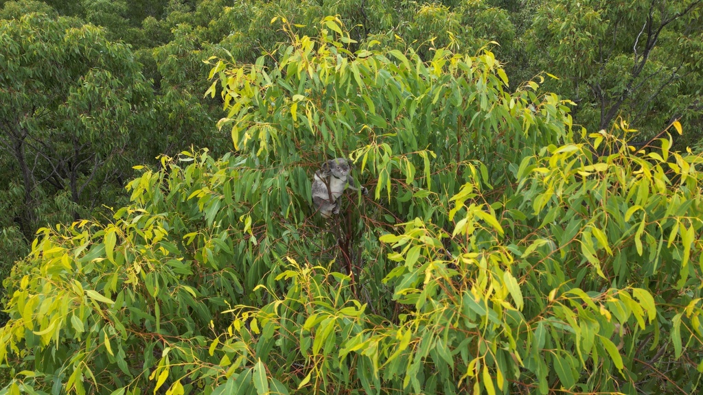 Koala from Springfield, QLD, AU on May 04, 2024 at 09:25 AM by Russ ...