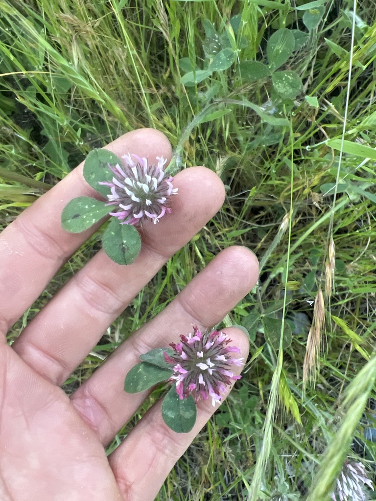 Rose Clover from Los Padres National Forest, Big Sur, CA, US on May 3 ...