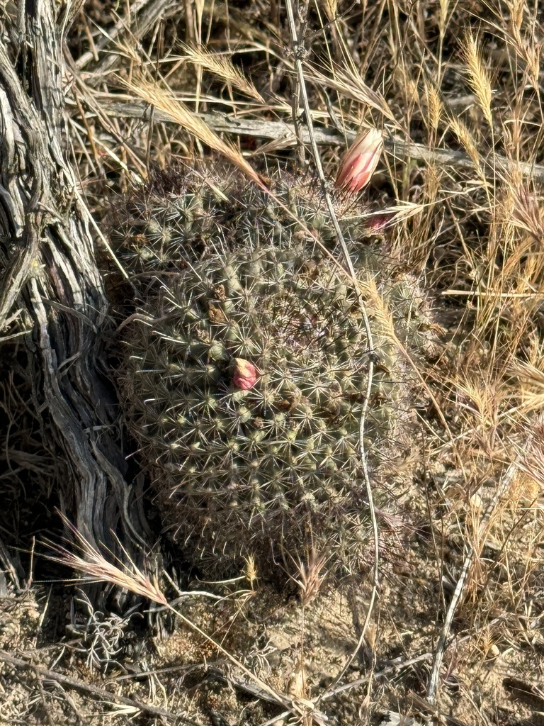 Peninsular fishhook cactus from The Hill Rd, Chula Vista, CA, US on May ...