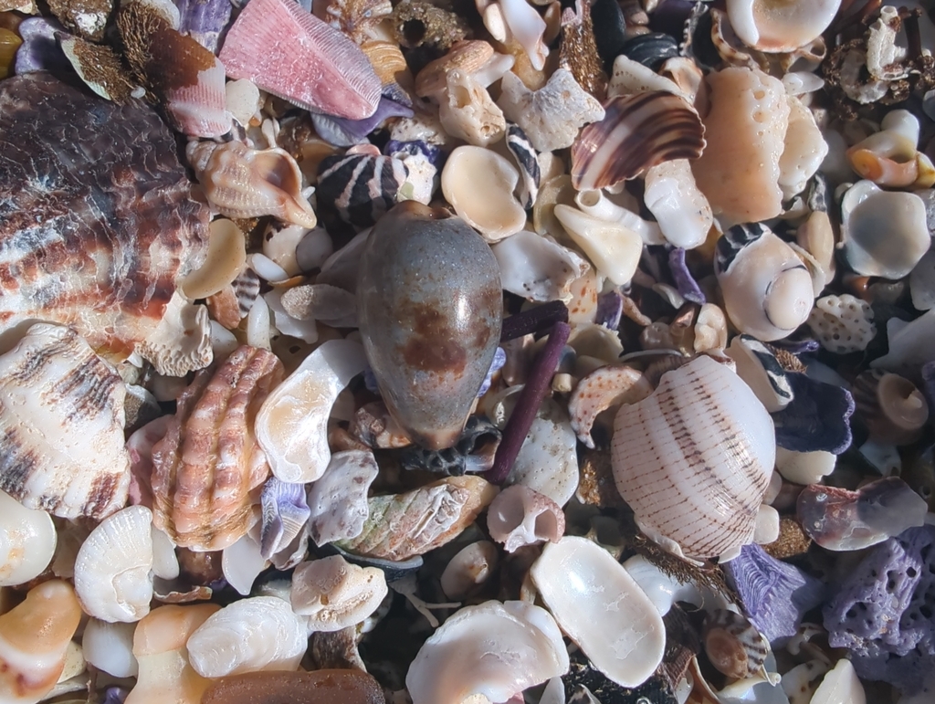 graceful cowrie from Jibbon NSW, Australia on May 4, 2024 at 01:00 PM ...