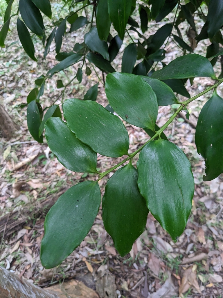 Queensland kauri from JXGG+54, Bunya QLD 4055, Australia on May 4, 2024 ...