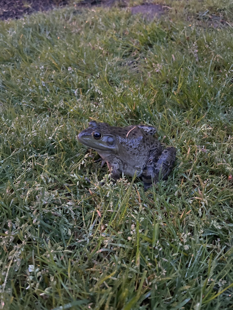 American Bullfrog from SW Galewood Dr, Sherwood, OR, US on May 3, 2024 ...