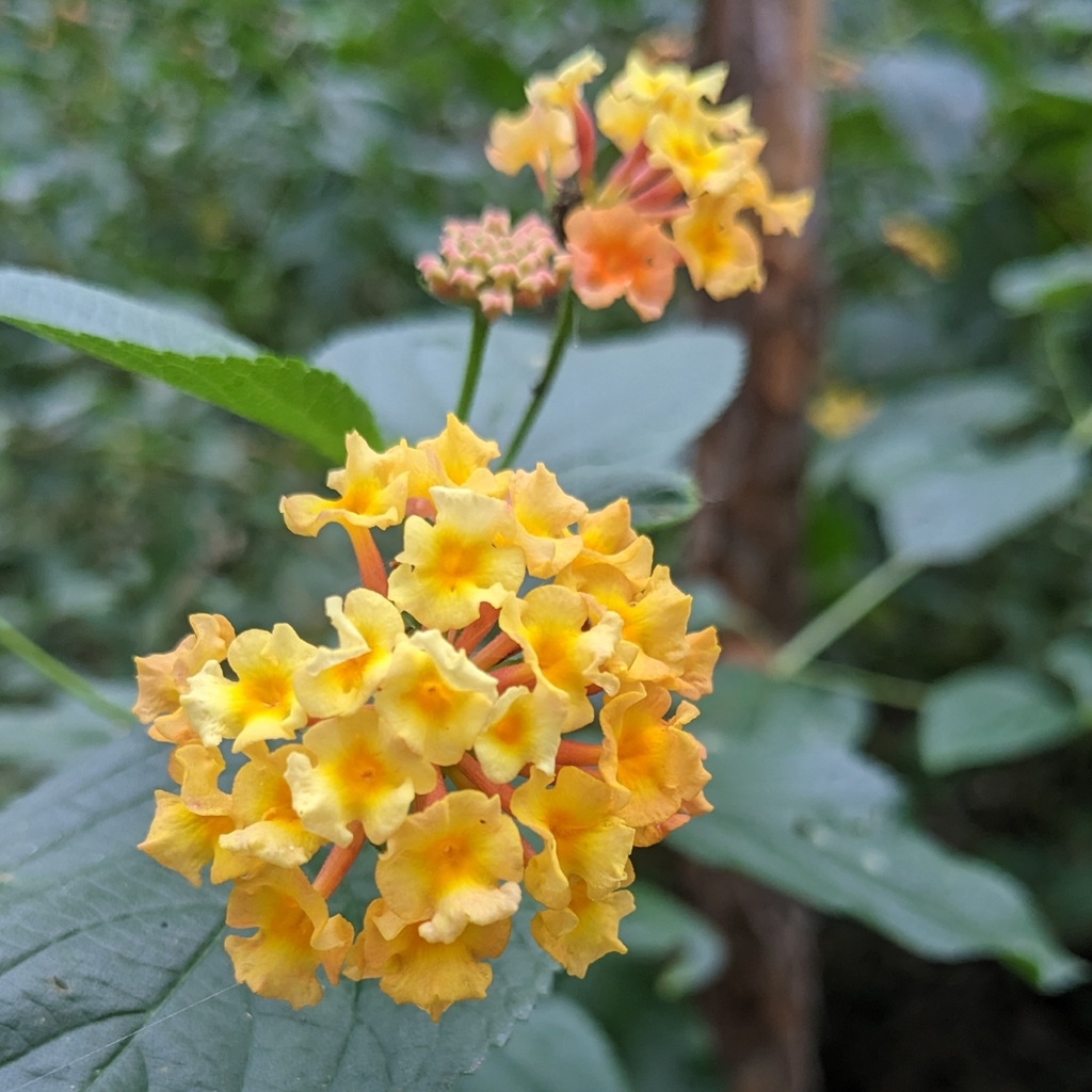 common lantana from Bunya QLD 4055, Australia on May 4, 2024 at 11:46 ...