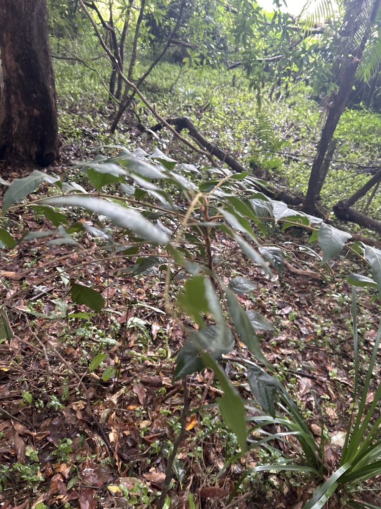 Fern Top from Coral St, Maleny, QLD, AU on May 4, 2024 at 01:54 PM by ...