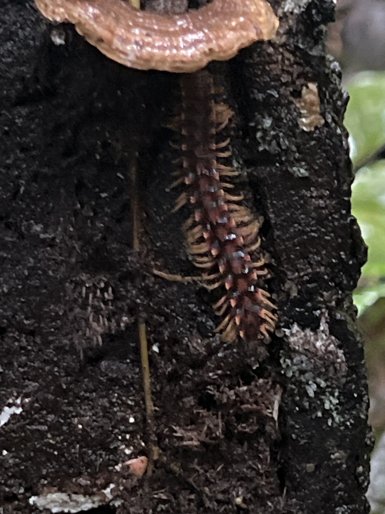 Stenoniodes from Borneo, Lahad Datu, Sabah, MY on May 3, 2024 at 04:37 ...