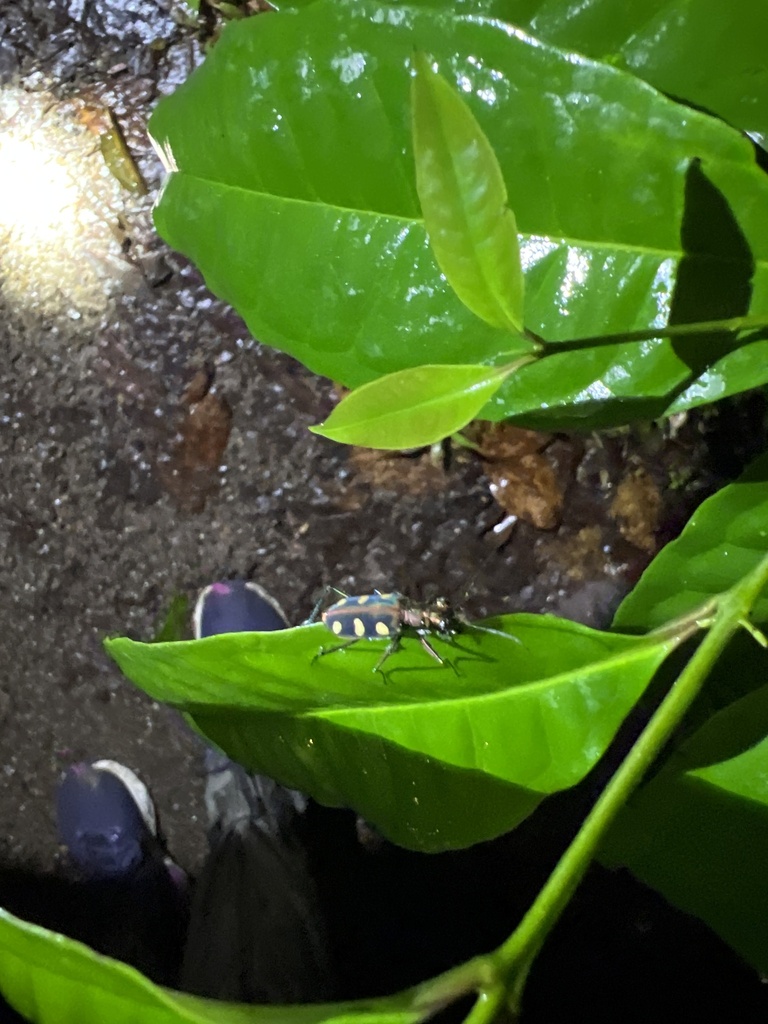 Golden-spotted Tiger Beetle from Borneo, Lahad Datu, Sabah, MY on May 3 ...