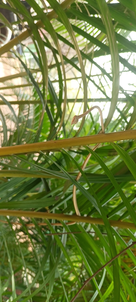 Colubrid Snakes from Attabira, Odisha, India on May 4, 2024 at 08:41 AM ...