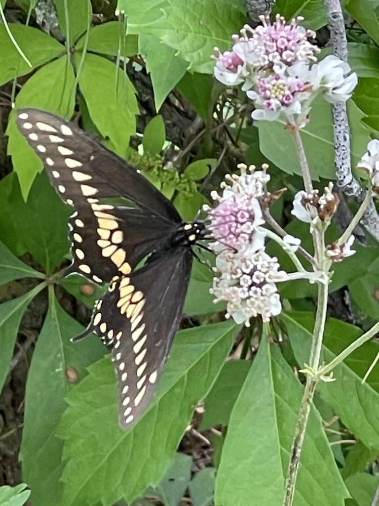 Black Swallowtail from Avinger, TX, US on May 3, 2024 at 03:03 PM by ...