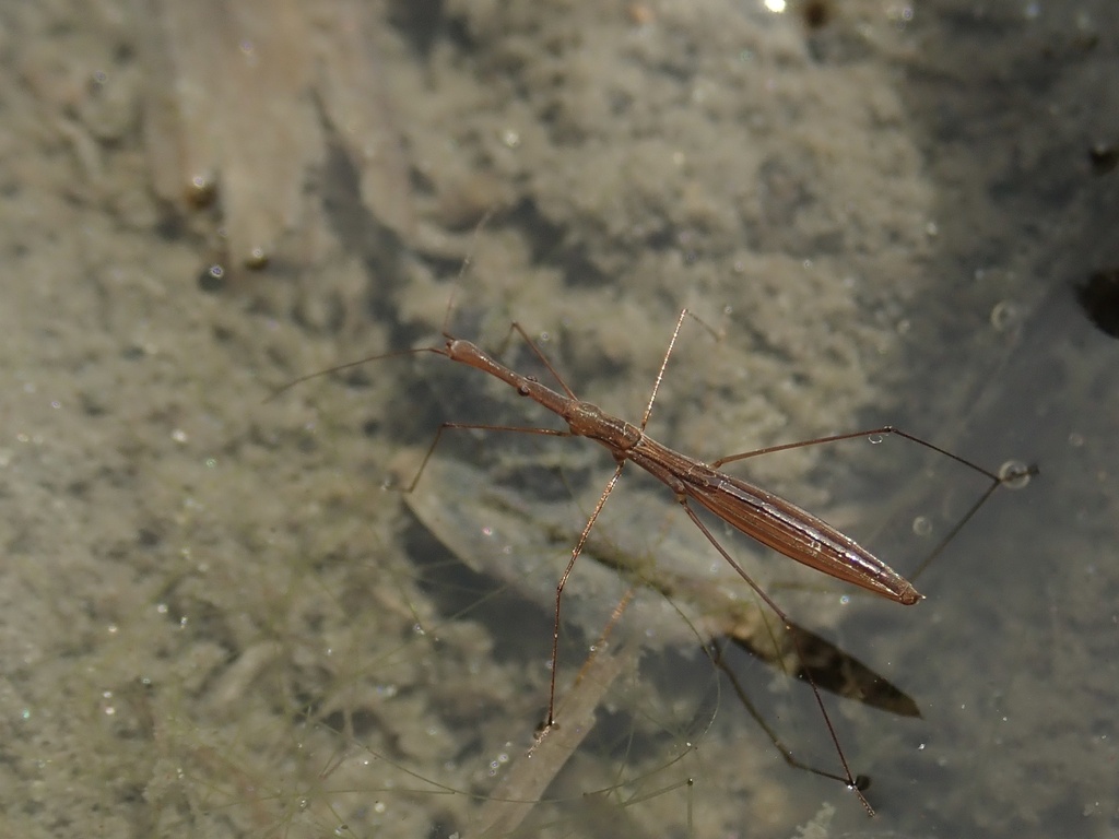 Hydrometra procera in May 2024 by 栗鼠 · iNaturalist