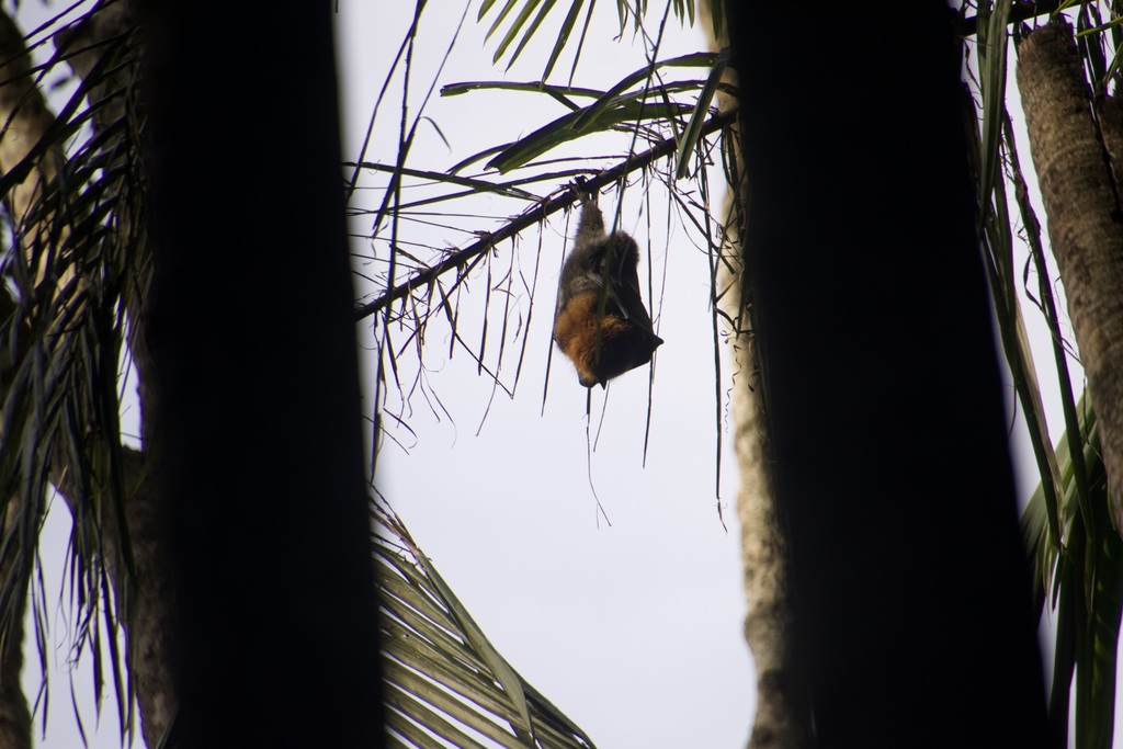 Grey-headed Flying-fox from Tamborine Mountain QLD 4272, Australia on ...