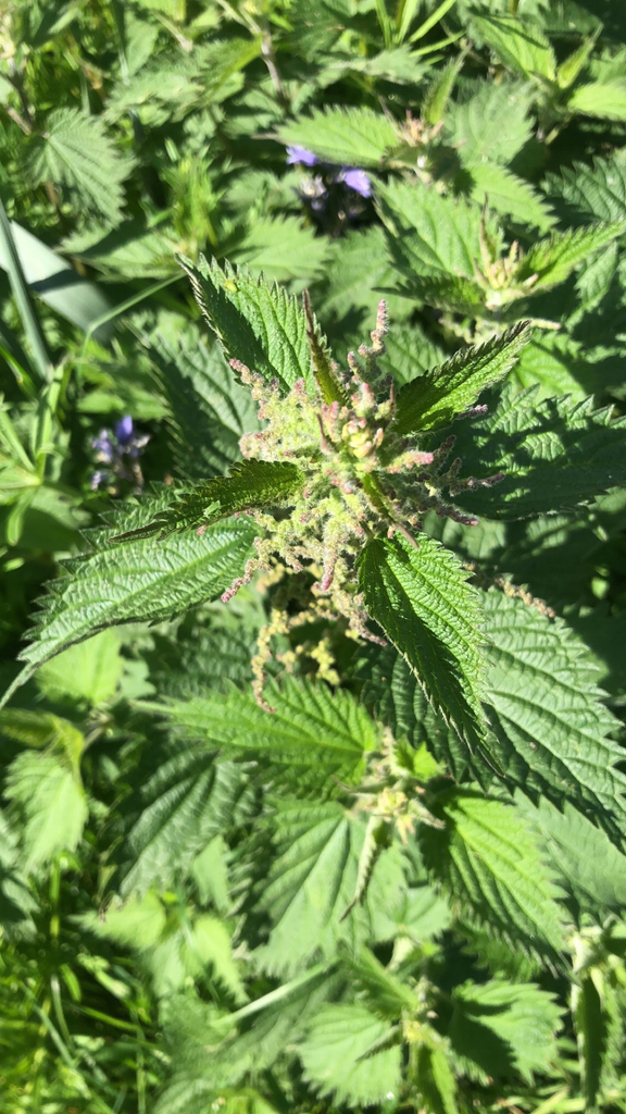 great stinging nettle from Oxford on 04 May, 2024 at 10:06 AM by Isaac ...