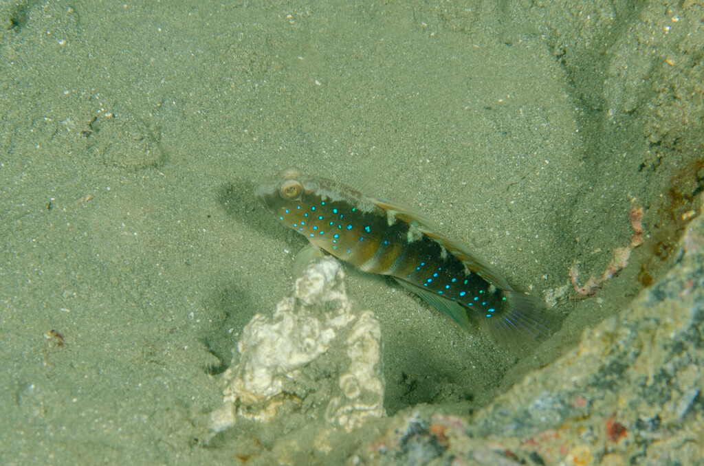 (Cryptocentrus cyanospilotus) - Marine Life Identification