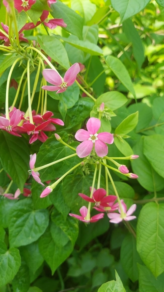 Rangoon Creeper from 3FRQ+GC5, Amritapuri, Vallikavu, Kulasekharapuram ...