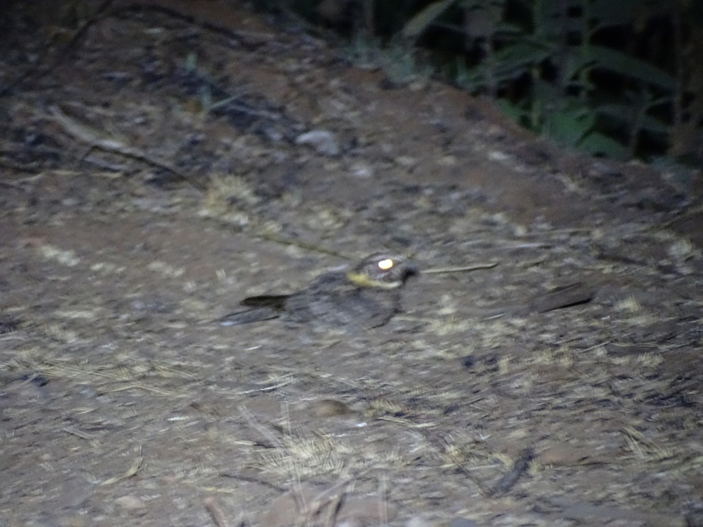 Buff-collared Nightjar from Culiacán, Sin., México on May 3, 2024 at 09 ...