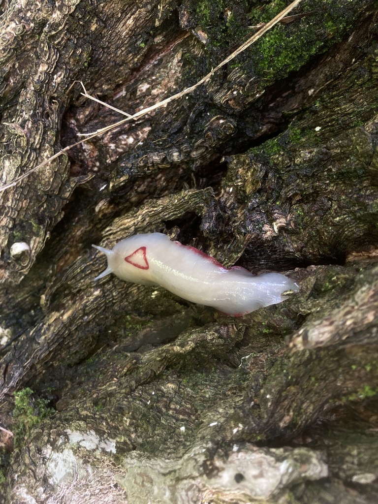 Red Triangle Slug in May 2024 by Ezra · iNaturalist