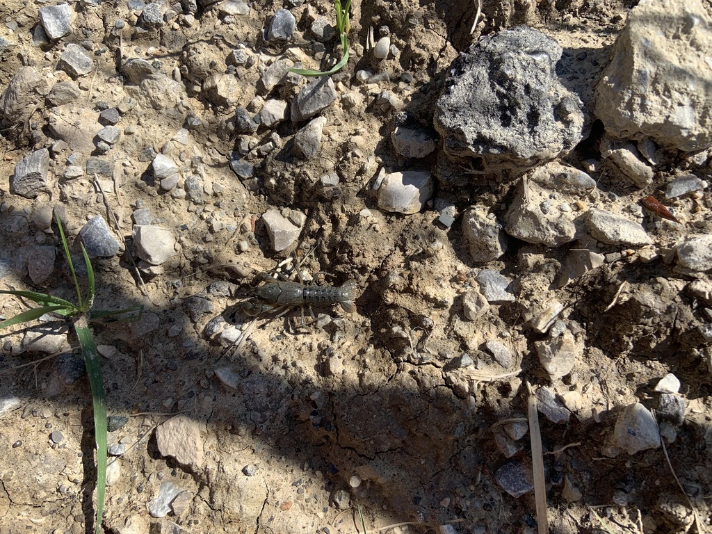 Digger Crayfish from St Clair Ave, Windsor, ON, CA on April 30, 2024 at ...