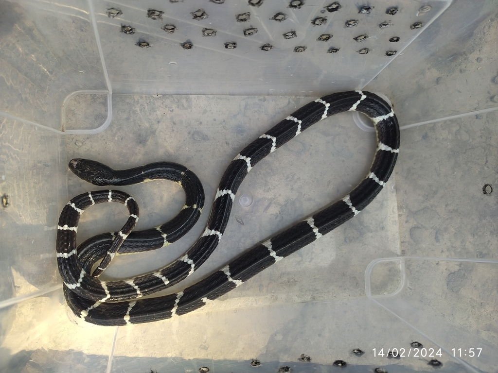 Many-banded Krait from X3GH+49Q, Yangon, Myanmar (Burma) on February 14 ...